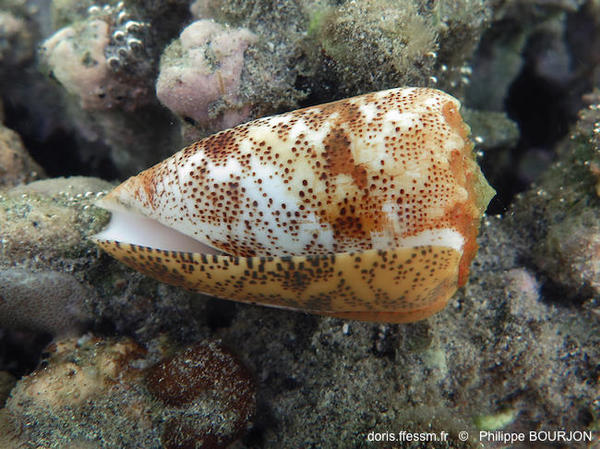 Conus arenatus | DORIS