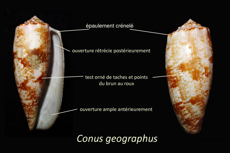 Conus geographus | DORIS
