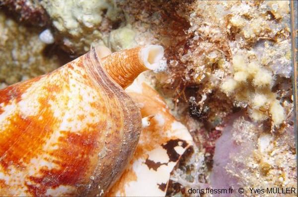 Conus geographus | DORIS