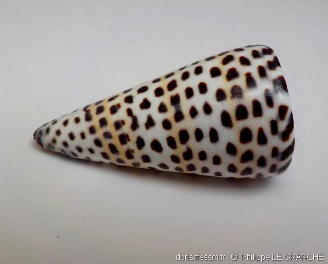 Conus litteratus | DORIS