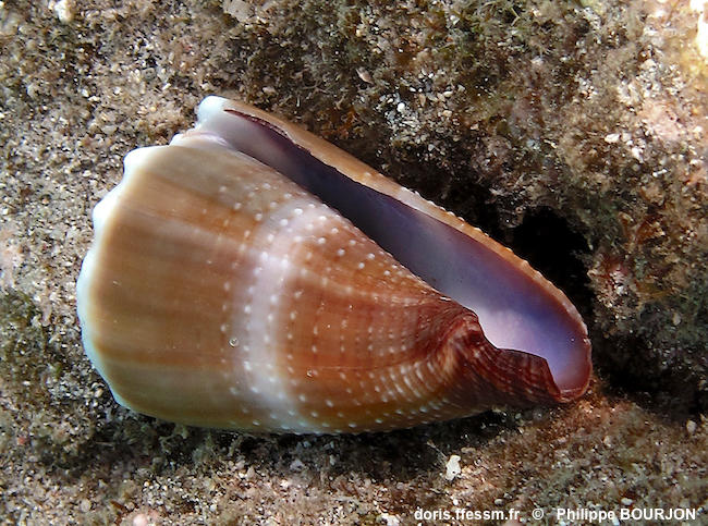 Conus lividus | DORIS