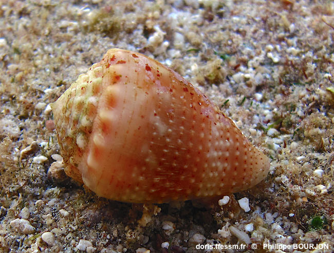 Conus miliaris | DORIS