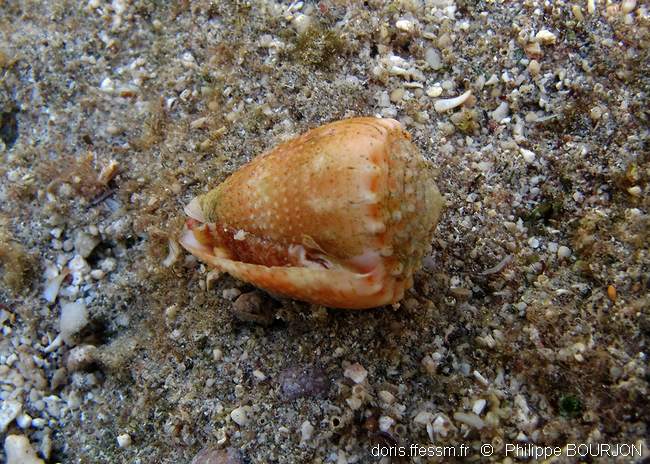 Conus miliaris | DORIS
