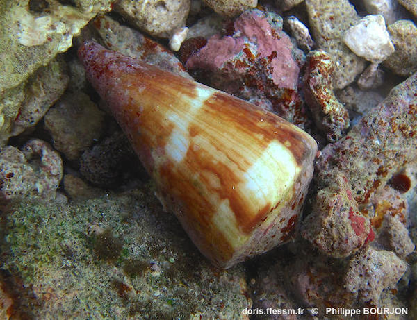 Conus vexillum | DORIS