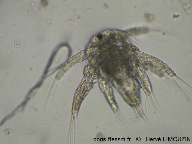 Copepoda spp. | DORIS