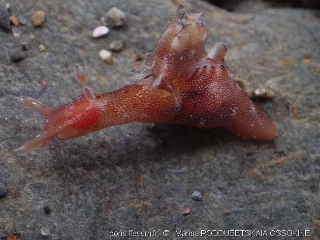 Aplysia parvula | DORIS