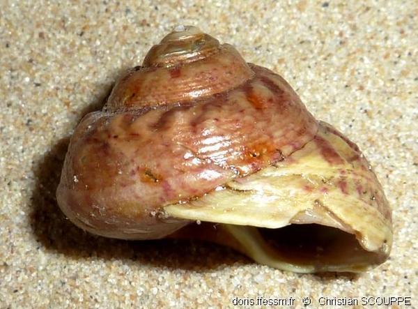 Gibbula magus | DORIS