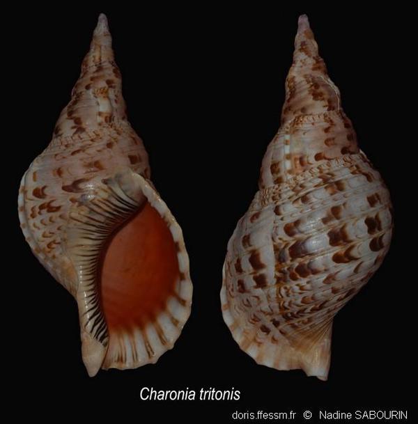 Charonia tritonis | DORIS