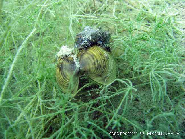 Corbicula fluminea | DORIS