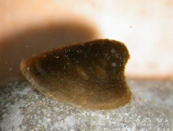 Ancylus fluviatilis | DORIS