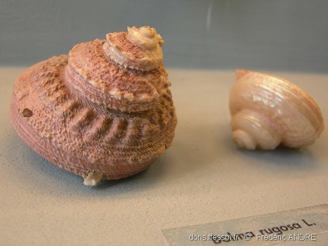 Bolma rugosa | DORIS