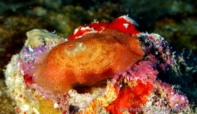 Lucapina aegis | DORIS