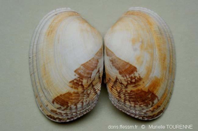 Venerupis corrugata | DORIS