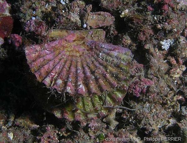 Pecten jacobaeus | DORIS