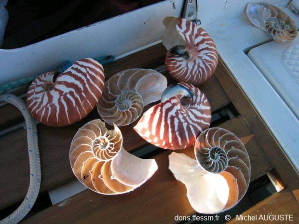 Nautilus macromphalus | DORIS