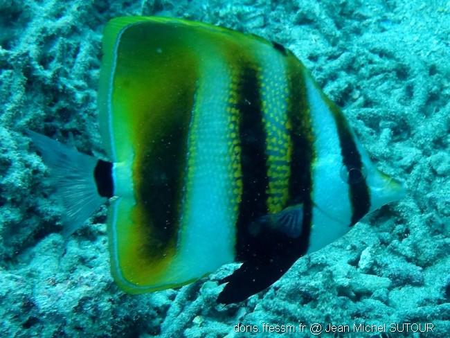 Coradion altivelis | DORIS