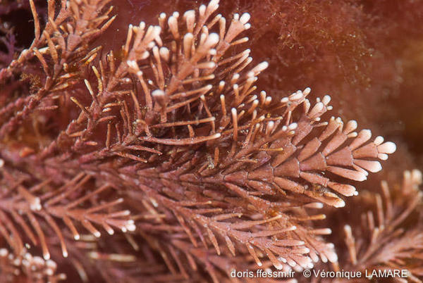 Corallina officinalis/caespitosa | DORIS