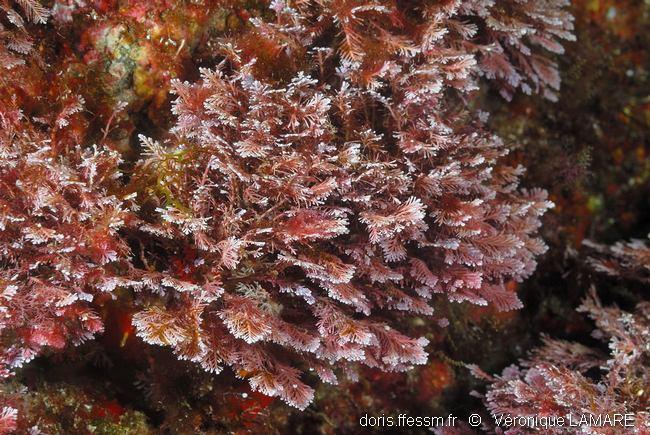 Corallina officinalis/caespitosa | DORIS