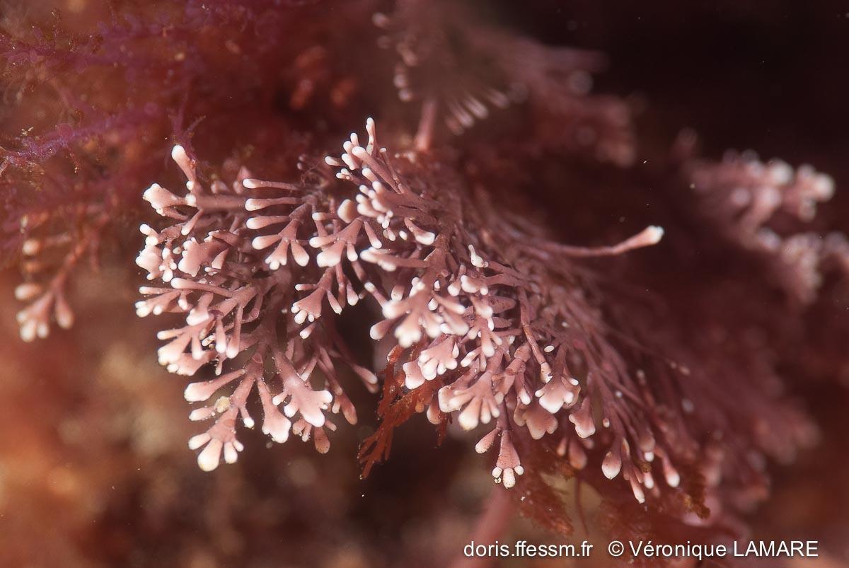 Corallina officinalis/caespitosa | DORIS
