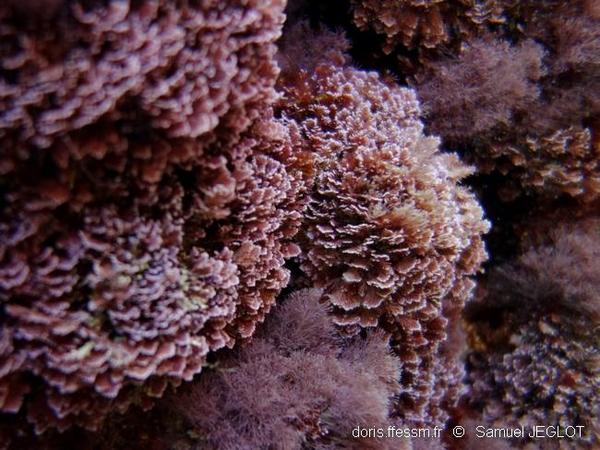 Corallina officinalis/caespitosa | DORIS
