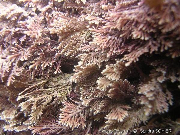Corallina officinalis/caespitosa | DORIS