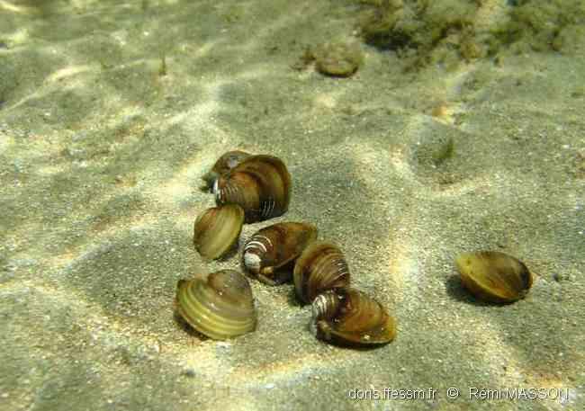 Corbicula fluminea | DORIS