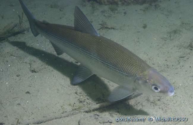 Coregonus lavaretus | DORIS