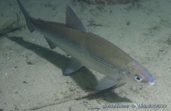 Coregonus lavaretus | DORIS