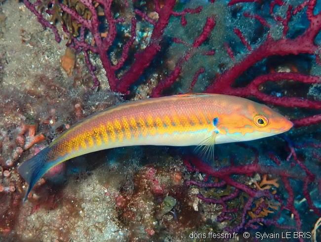 Coris melanura | DORIS