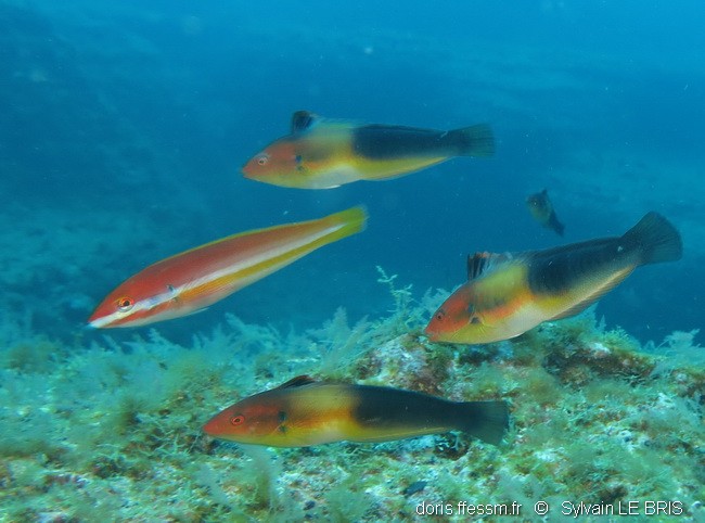 Coris melanura | DORIS