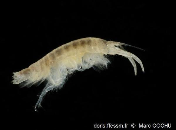 Corophium volutator / arenarium | DORIS