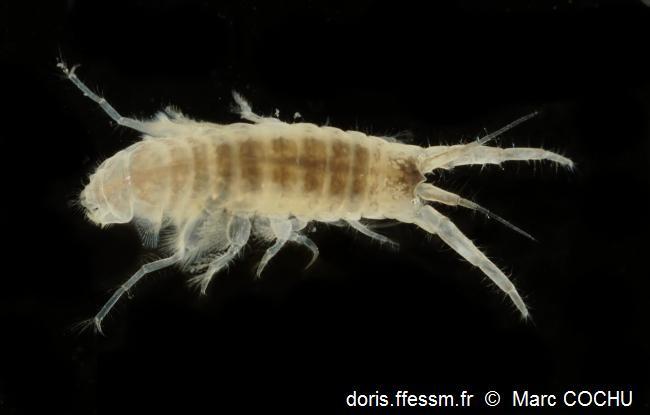 Corophium volutator / arenarium | DORIS