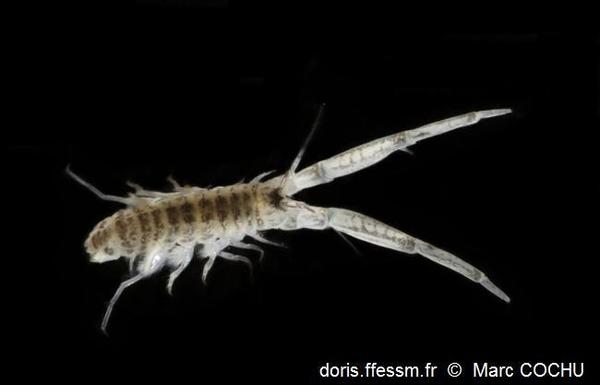 Corophium volutator / arenarium | DORIS