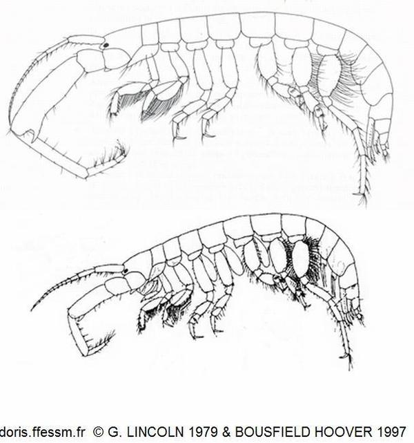 Corophium volutator / arenarium | DORIS