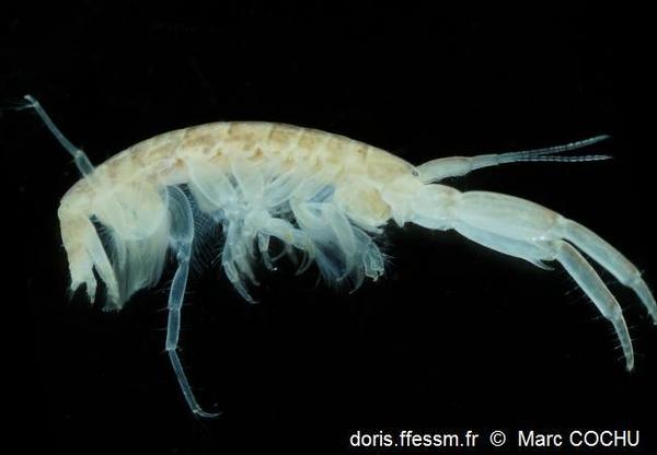 Corophium volutator / arenarium | DORIS