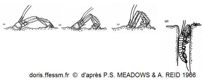 Corophium volutator / arenarium | DORIS