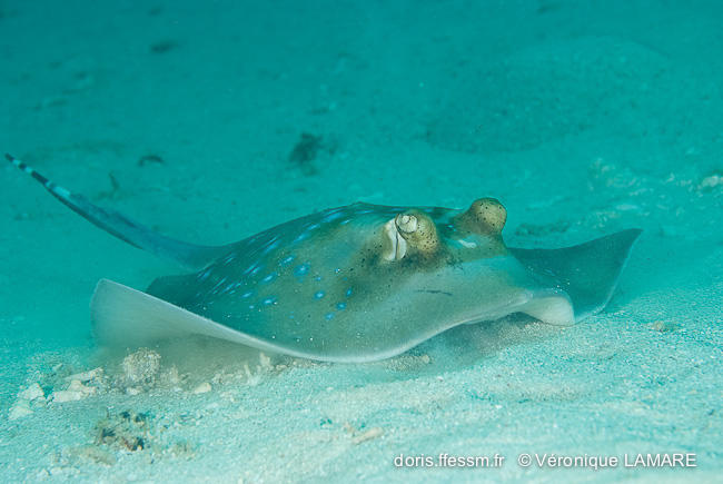 Neotrygon spp | DORIS