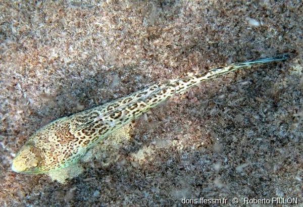 Trachinus radiatus | DORIS