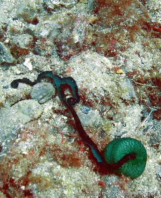 Bonellia Viridis Doris