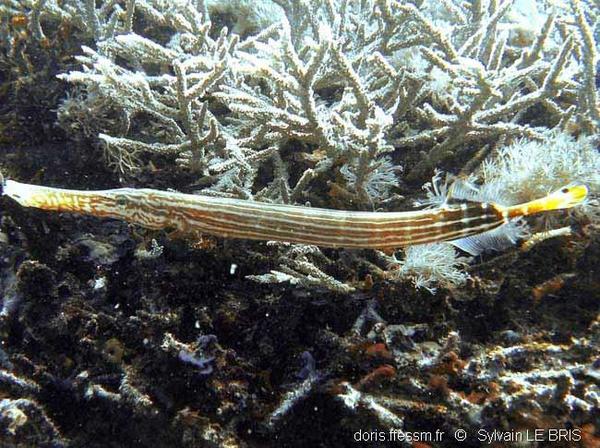 Aulostomus chinensis | DORIS
