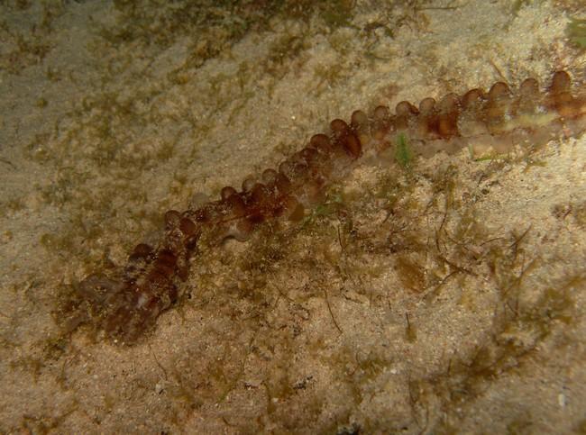 Euapta lappa | DORIS