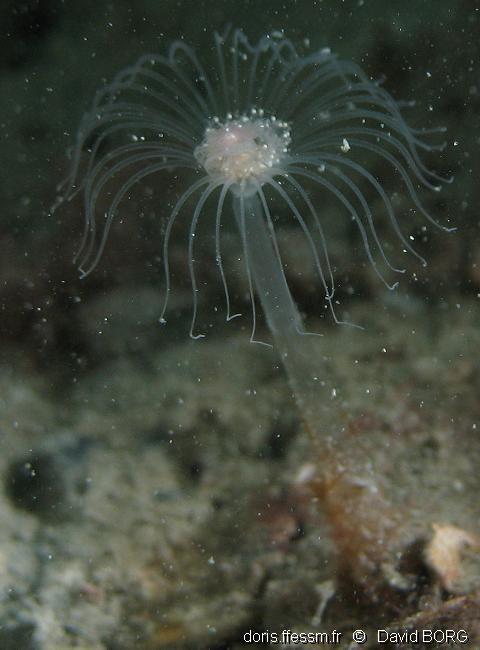 Corymorpha nutans | DORIS