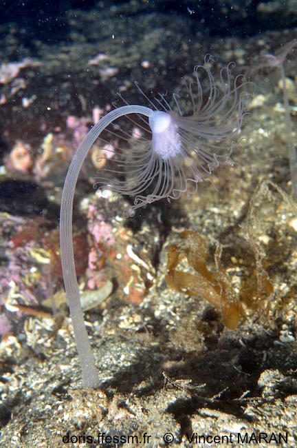 Corymorpha nutans | DORIS