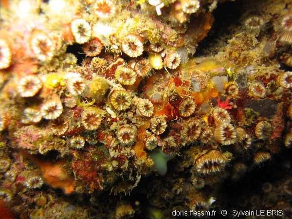 Polycyathus muellerae | DORIS