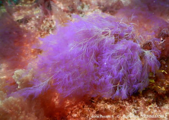 Cottoniella filamentosa | DORIS