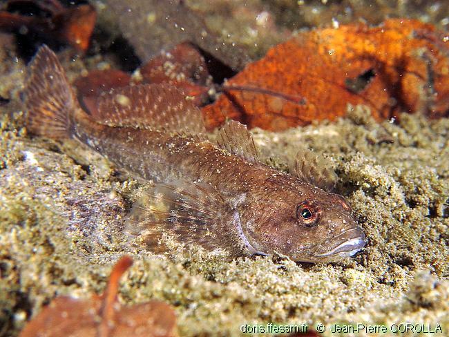 Cottus gobio | DORIS