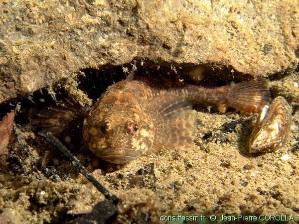 Cottus gobio | DORIS