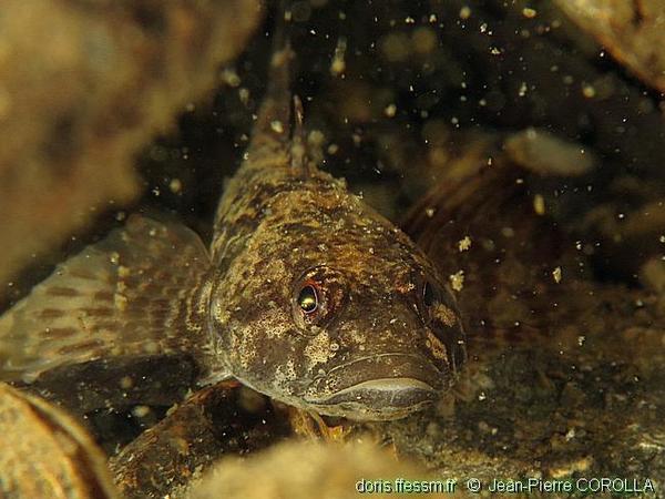 Cottus gobio | DORIS