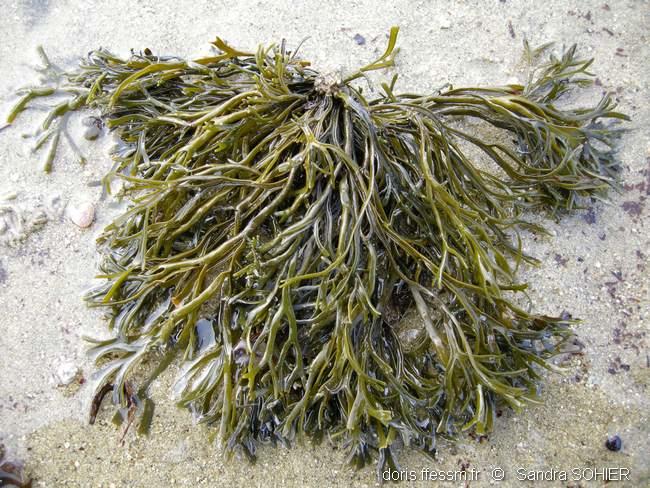 Pelvetia canaliculata | DORIS