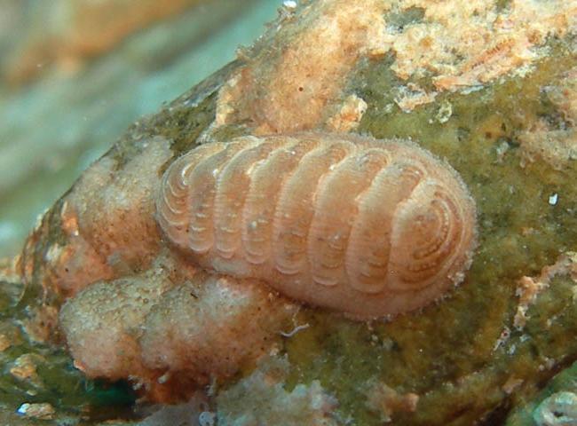 Lepidopleurus cajetanus | DORIS